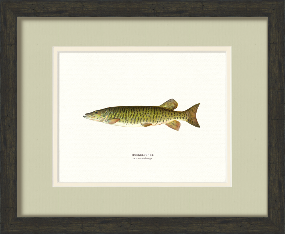 19th C. Duck Illustrations - Affordable Vintage Fine Art Prints