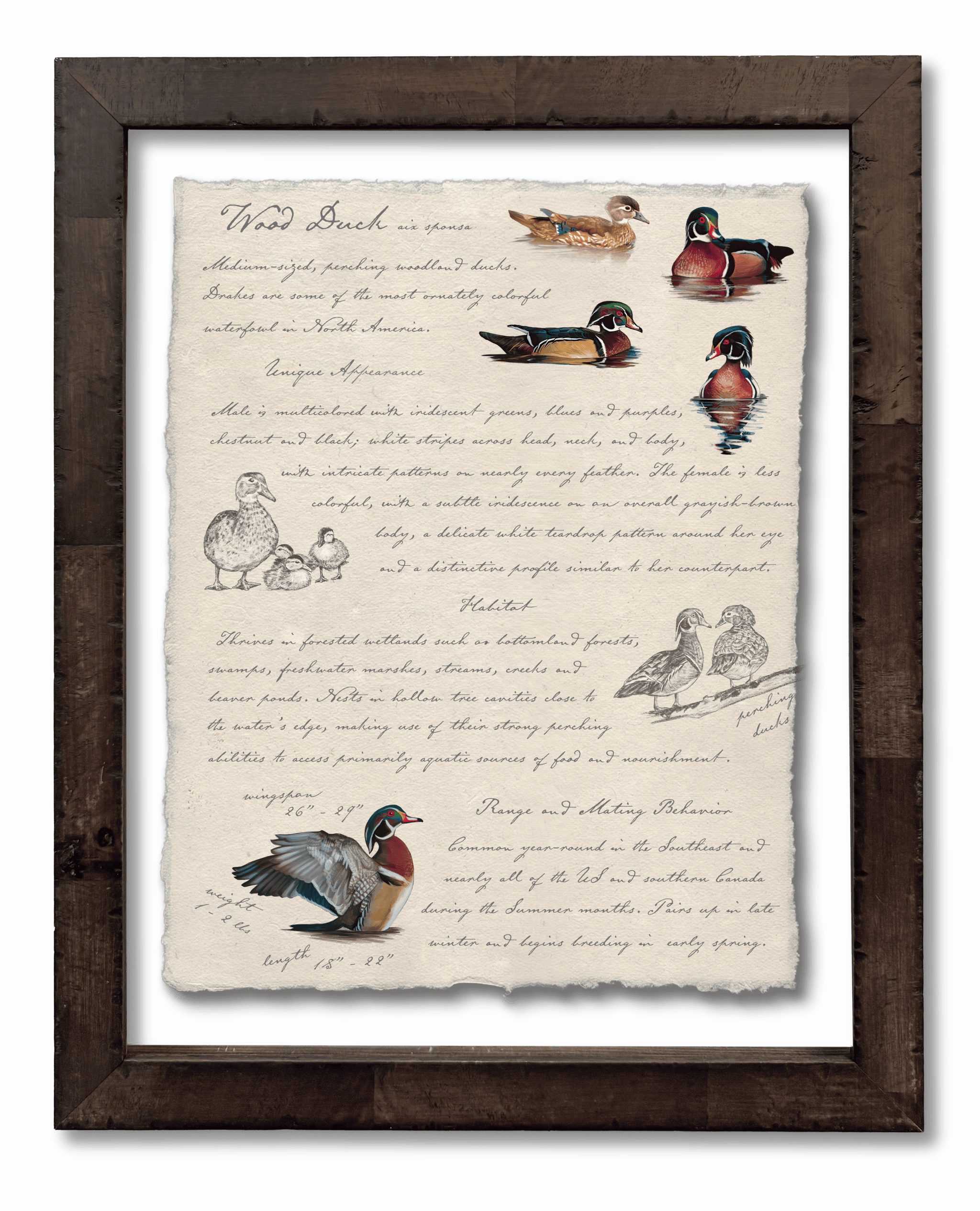 Hunting Field Guide Illustrations - Affordable Fine Art Prints & Frames