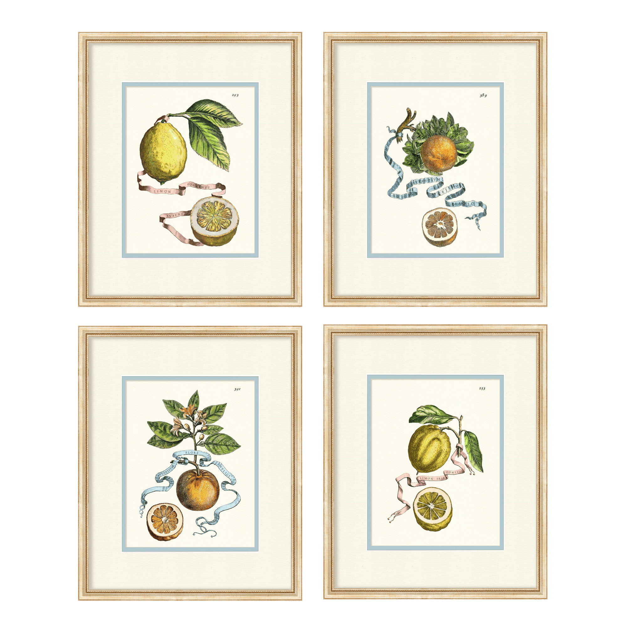 Citrus Botanical Watercolor Illustrations - Shop Affordable Fine Art