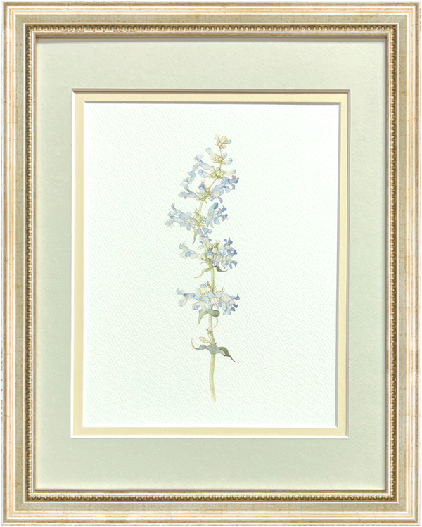 Watercolor Botanical Illustrations - Collection of Affordable Fine Art